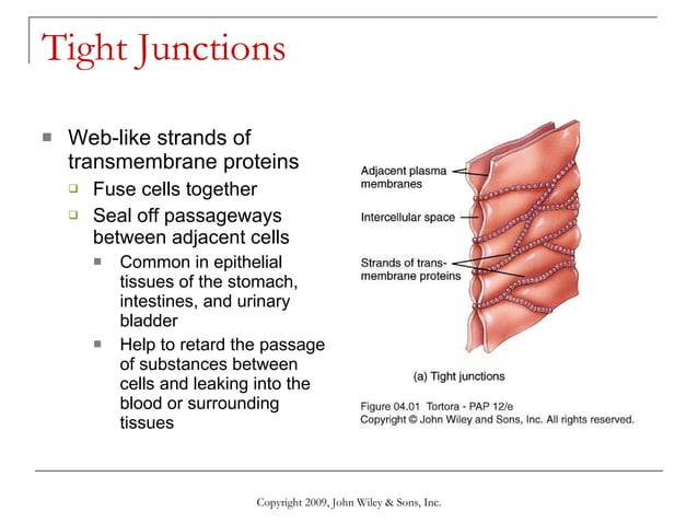 The Tissue Level of Organization | PPT