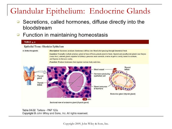 Endocrine Glands Tissue