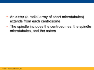 12 the cell cycle | PPT
