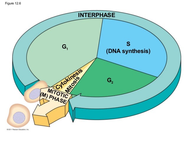 12 the cell cycle