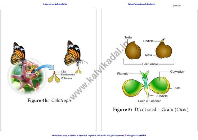 12th std Bio-Botany EM Practical notes.pdf