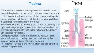 12th trachea ,pleura and lungs mammary ,mediastinum,peritonium,stomach.pptx