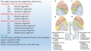 12th trachea ,pleura and lungs mammary ,mediastinum,peritonium,stomach.pptx