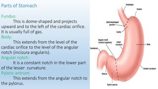 12th trachea ,pleura and lungs mammary ,mediastinum,peritonium,stomach.pptx