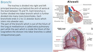12th trachea ,pleura and lungs mammary ,mediastinum,peritonium,stomach.pptx