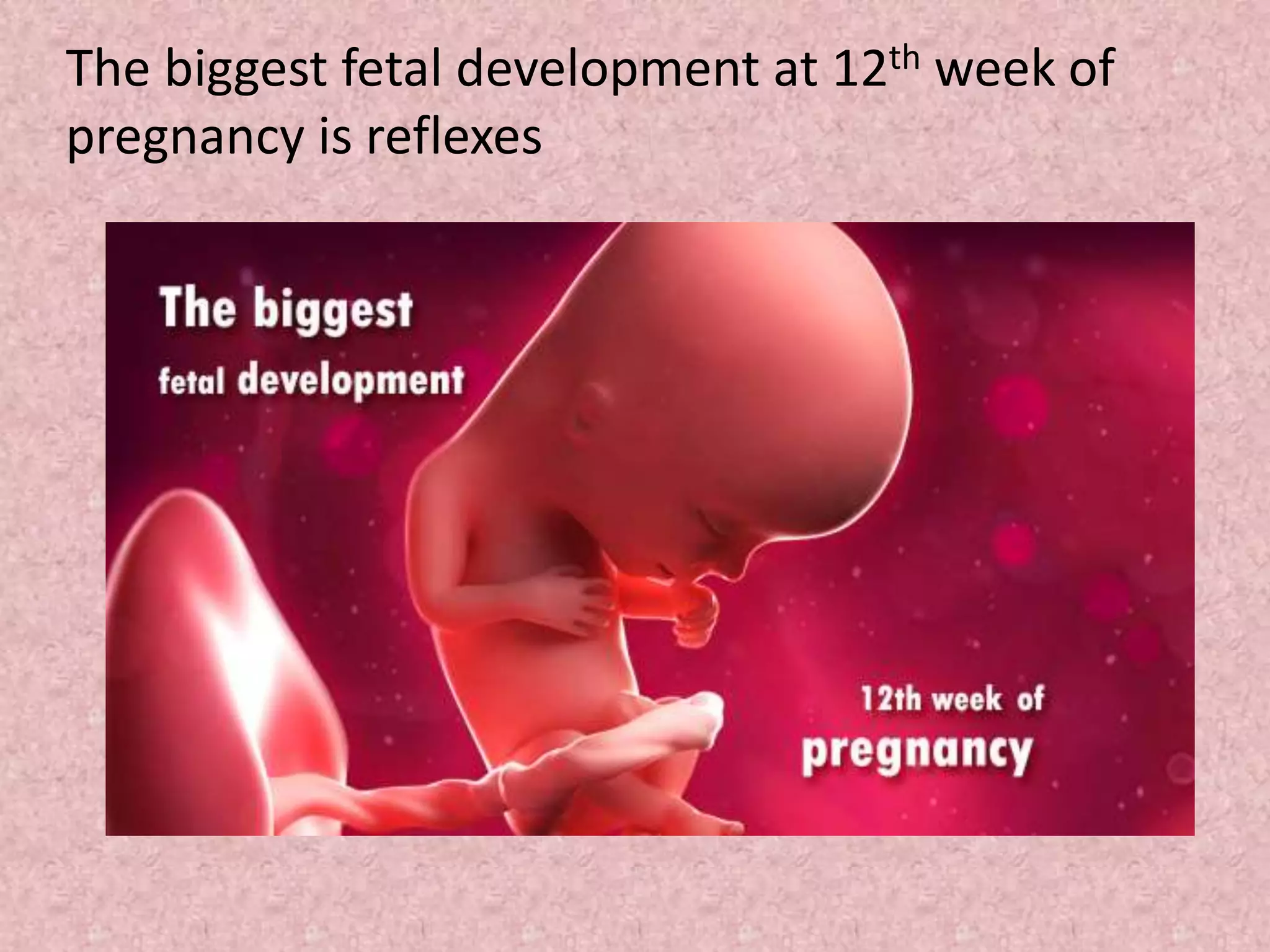 12 Weeks Pregnant: What to Expect | Pregnancy Week By Week | PPT