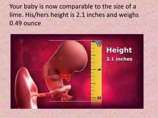12 Weeks Pregnant: What to Expect | Pregnancy Week By Week | PPTX