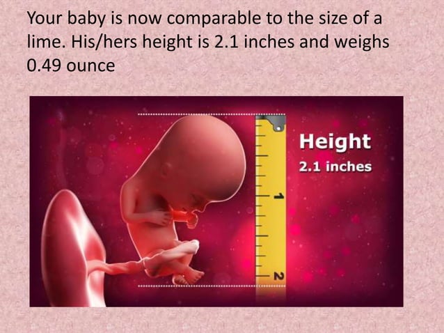 12 Weeks Pregnant: What to Expect | Pregnancy Week By Week | PPT