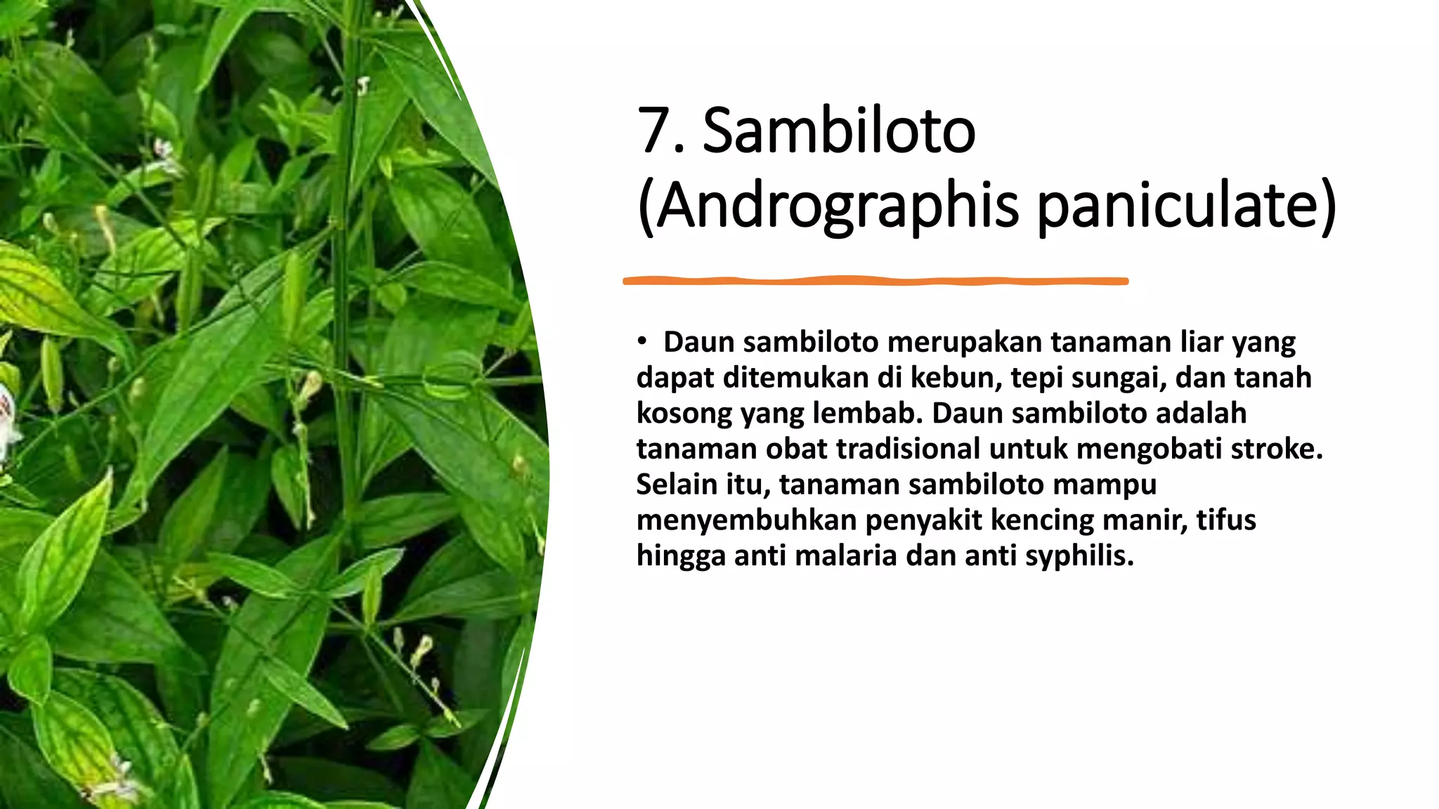 12 TOGA SERTA MANFAAT.pptx