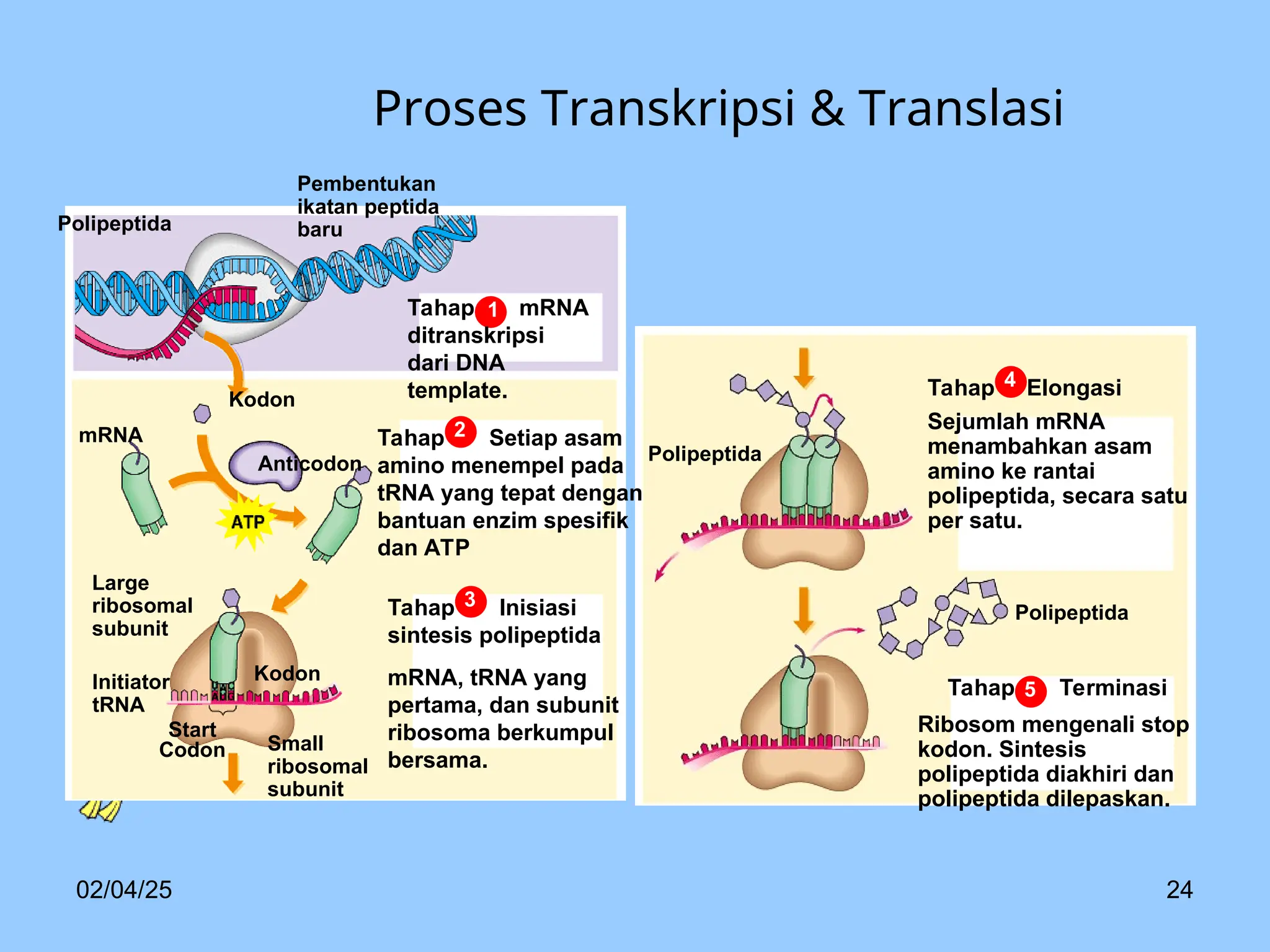 proses Transkripsi_dan_Translasi_DNA.ppt