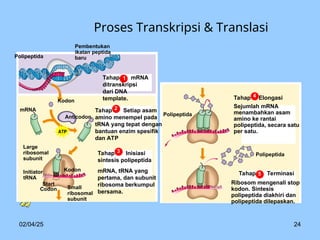 proses Transkripsi_dan_Translasi_DNA.ppt