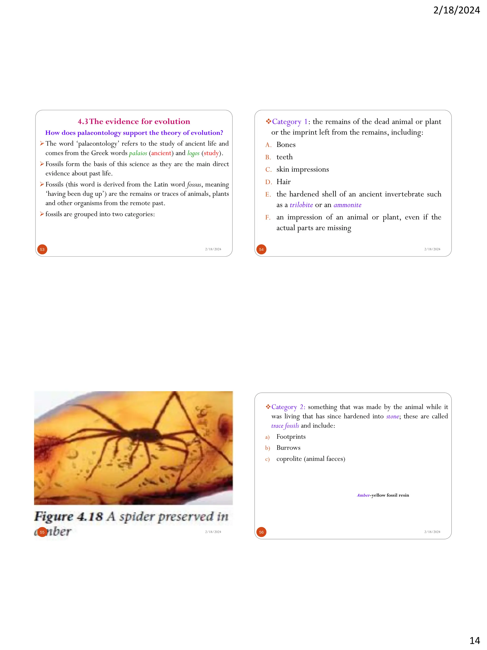 Grade 12 Biology teaching material on evolution | PDF