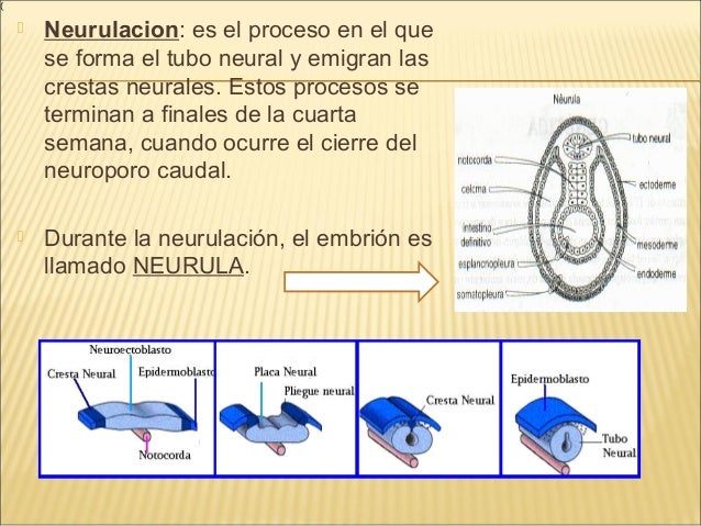 12vo nat neurulacion