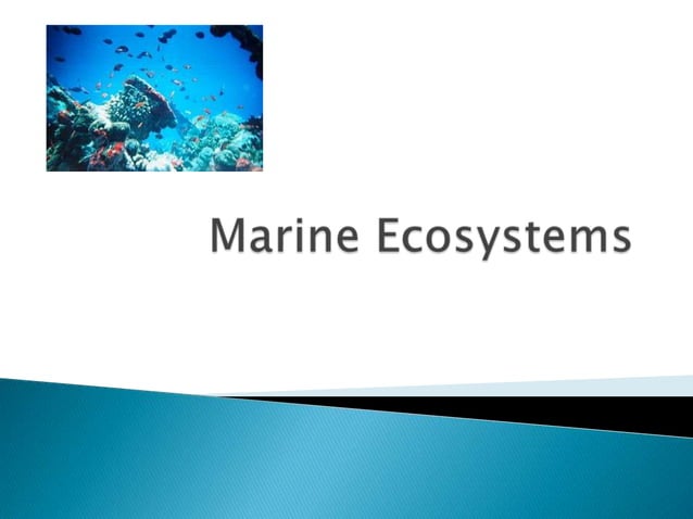 13 12 marine ecosystems | PPT