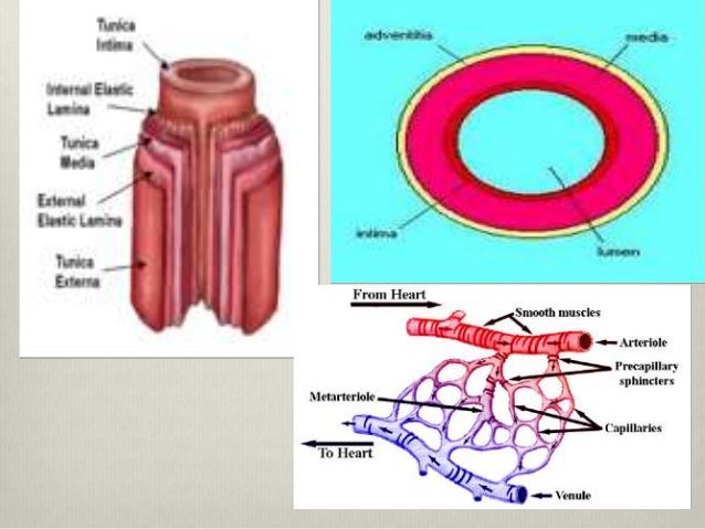 13.arteries and arterioles