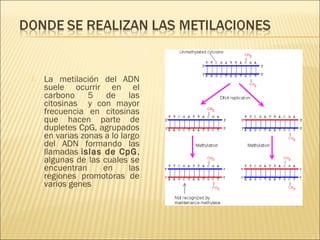 13.mecanismo epigenéticos | PPT