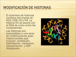 Acetilación De Histonas Metilación