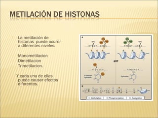 Acetilación De Histonas Metilación