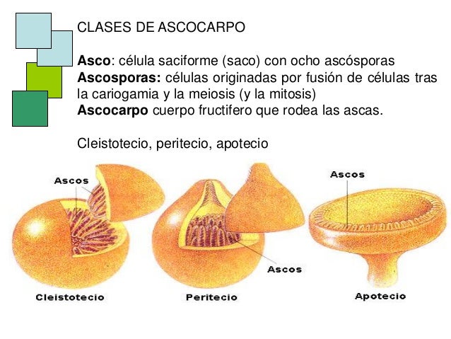 13.clase ascomycota