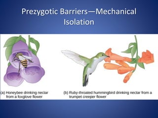 Speciation | PPTX