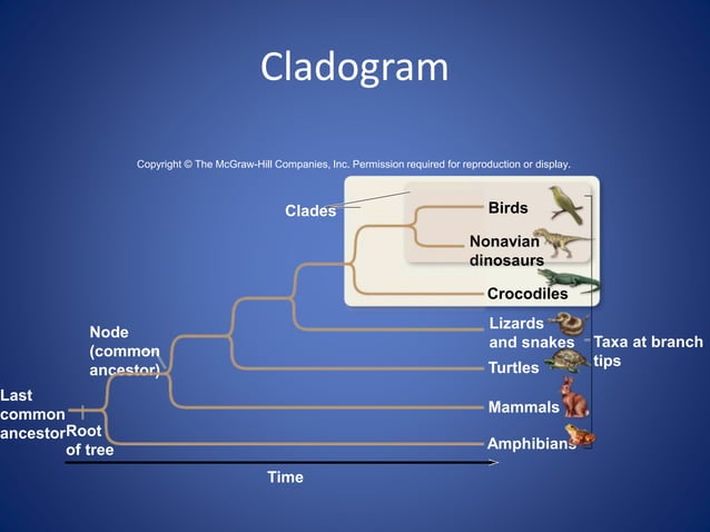 Speciation | PPTX | Infertility | Reproductive Health