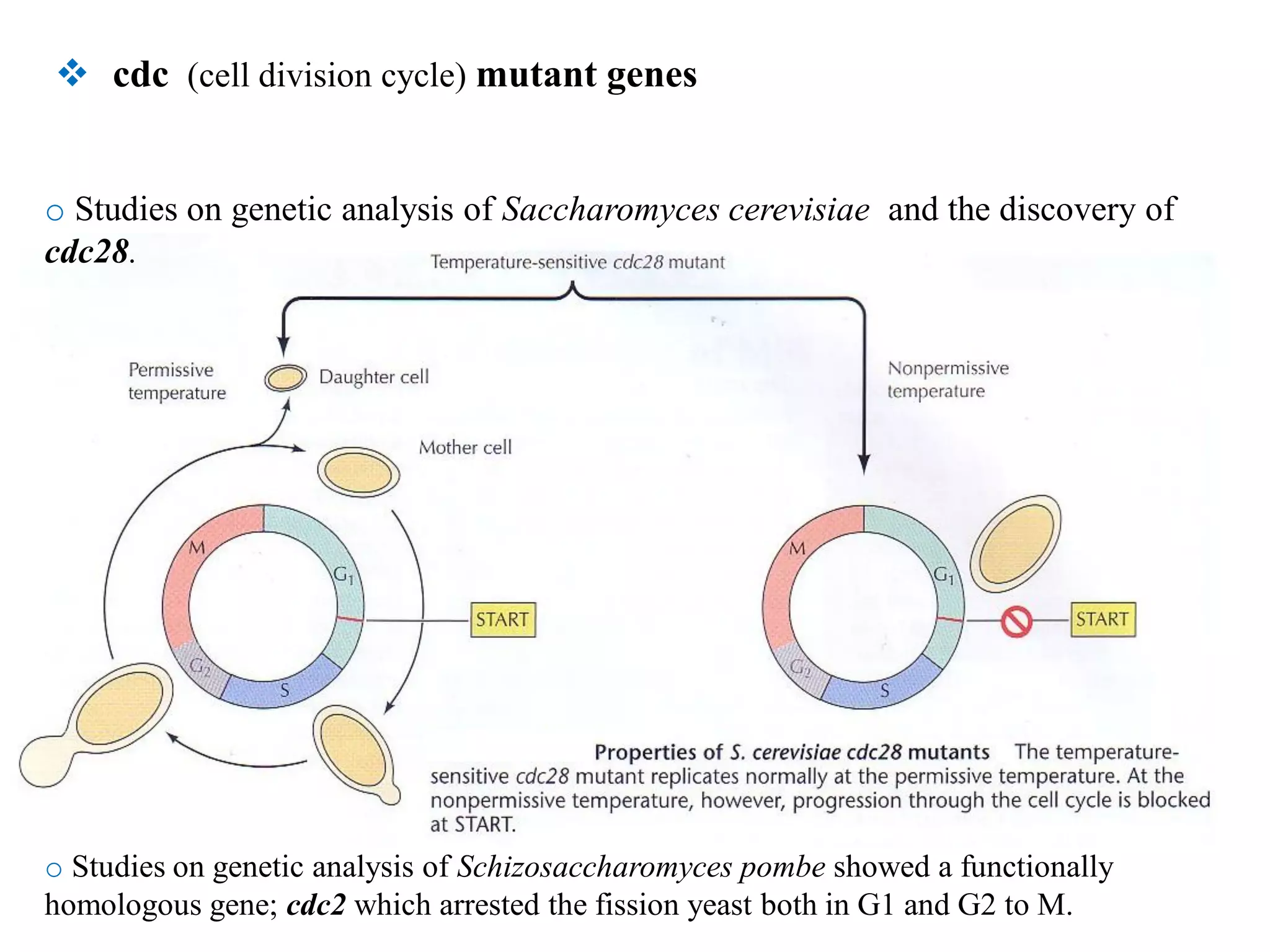 13.cell cycle -A- cell biology | PDF | Biological Sciences | Science