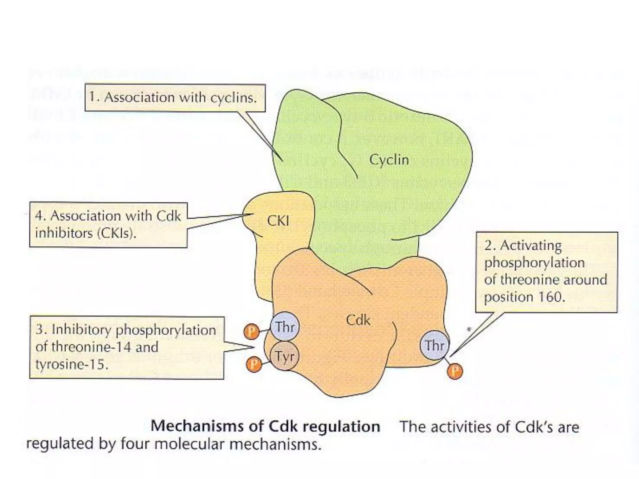 13 Cell Cycle A Cell Biology Ppt