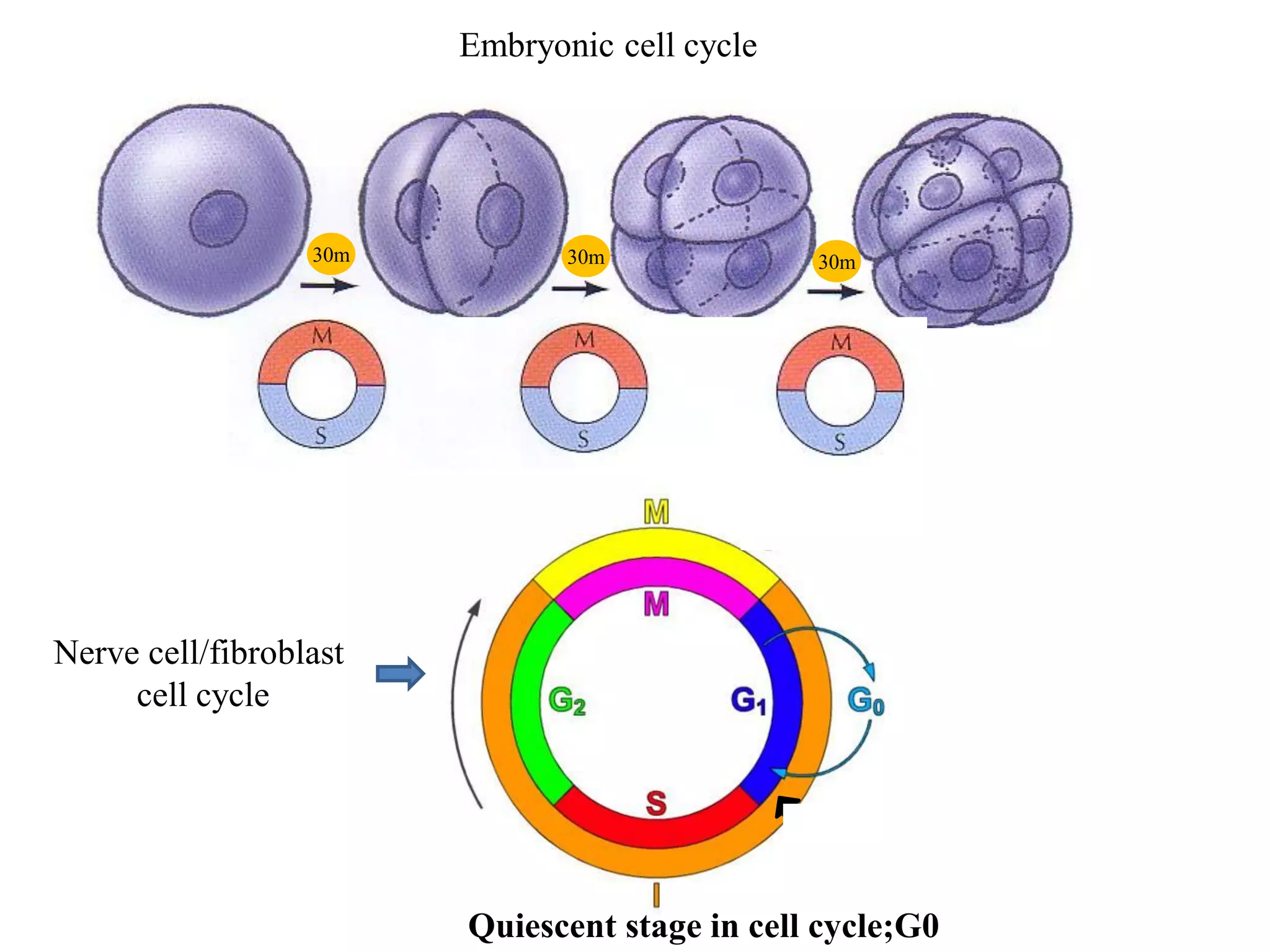 13.cell cycle -A- cell biology | PDF
