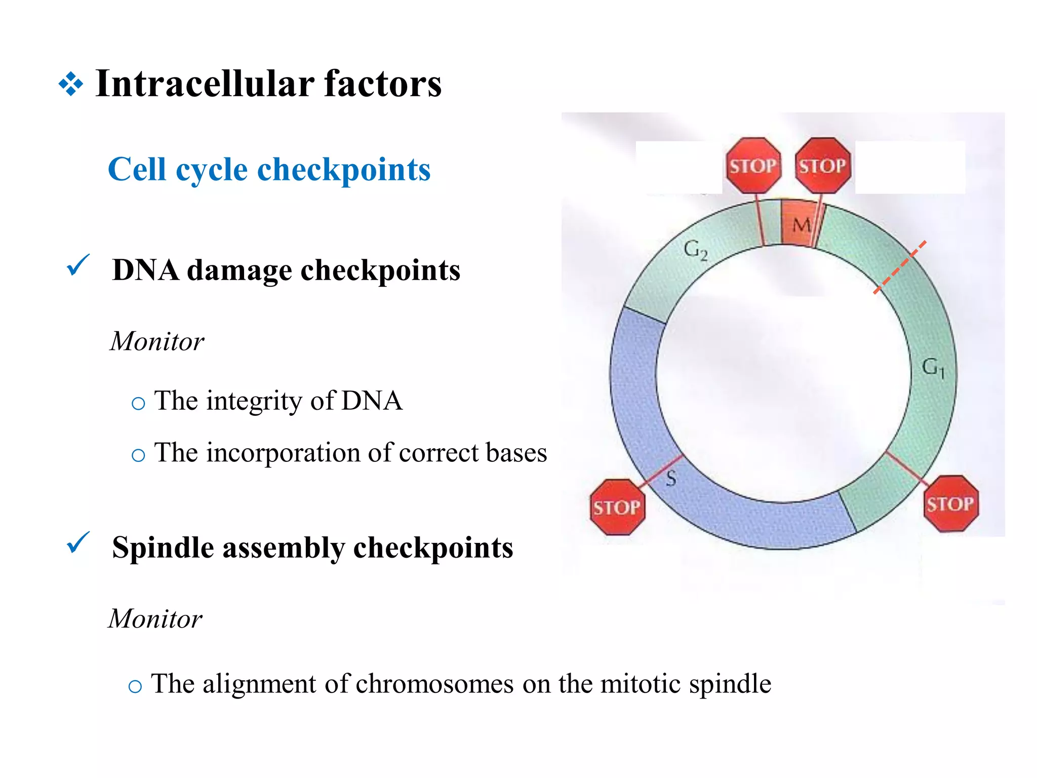 13.cell cycle -A- cell biology | PDF