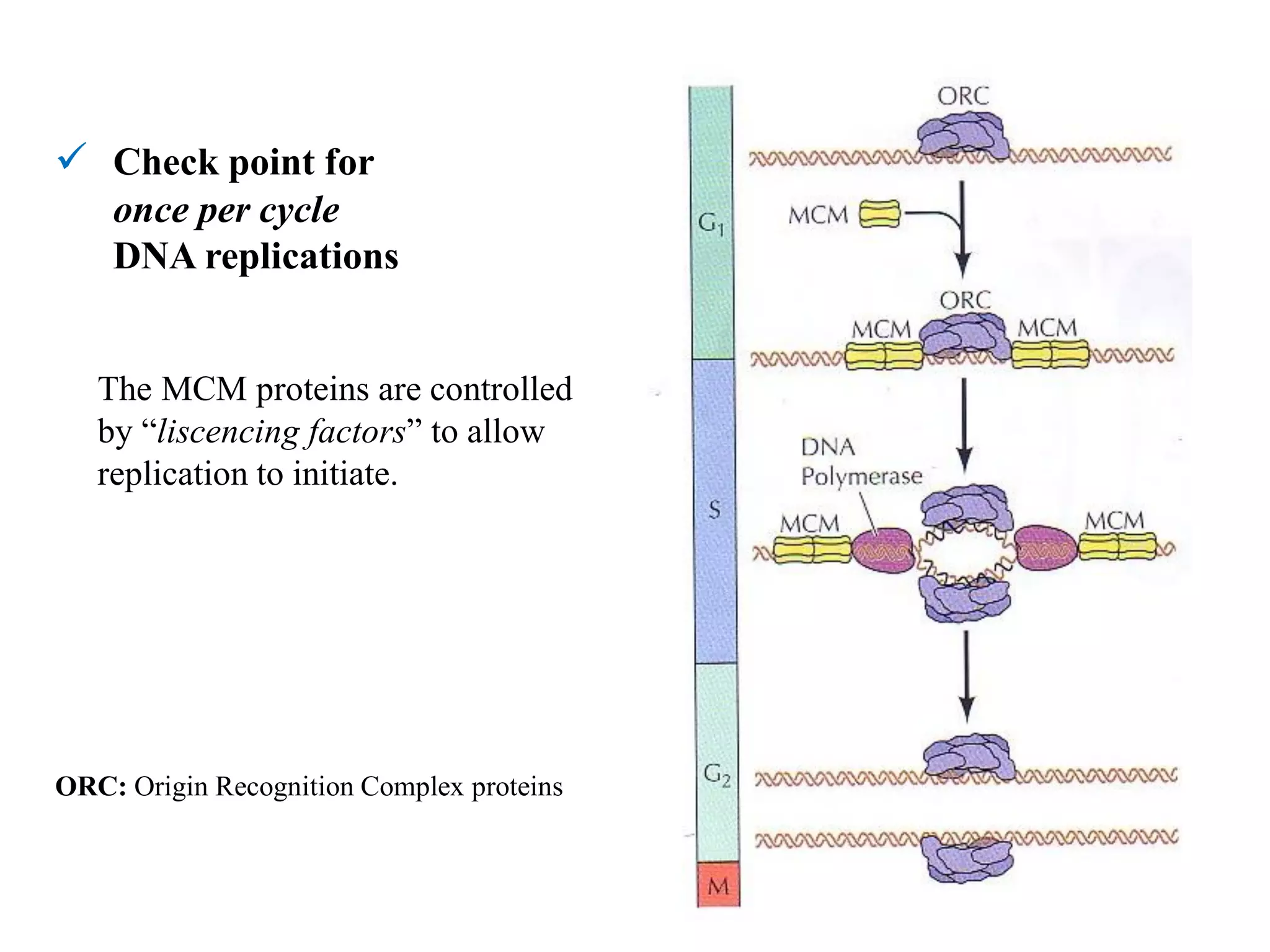 13.cell cycle -A- cell biology | PDF
