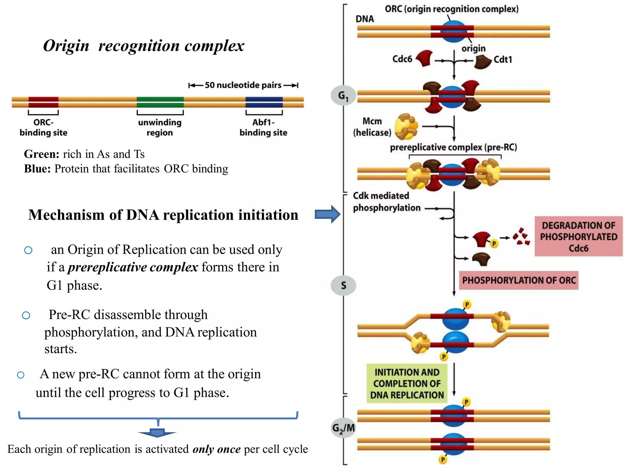13.cell cycle -A- cell biology | PDF