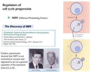 13.cell cycle -A- cell biology | PDF
