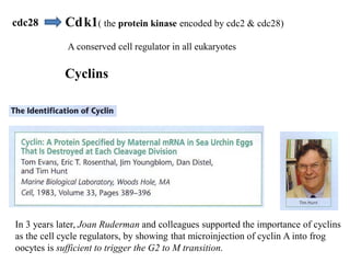 13.cell cycle -A- cell biology | PDF | Biological Sciences | Science