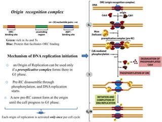 13.cell cycle -A- cell biology | PDF