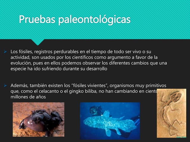 13. Evidencias de la evolución | PPT