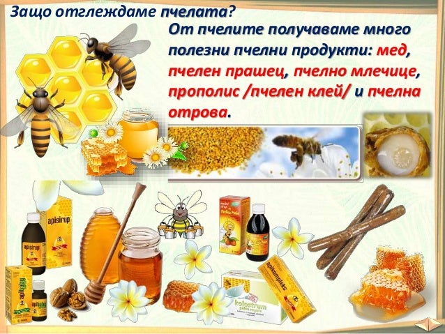 13. Диви и домашни животни - РК, Просвета - В. П.