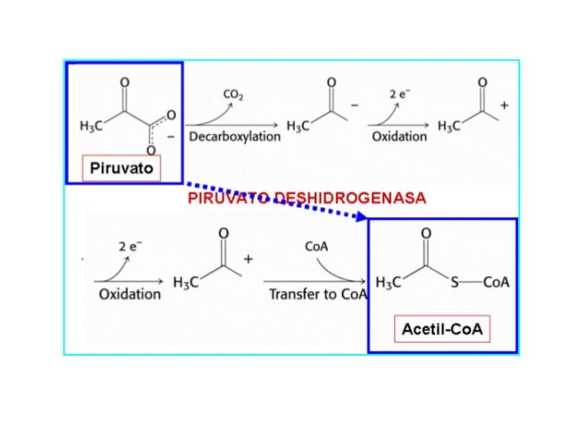 13. metabolismo del piruvato
