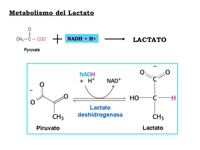 13. metabolismo del piruvato