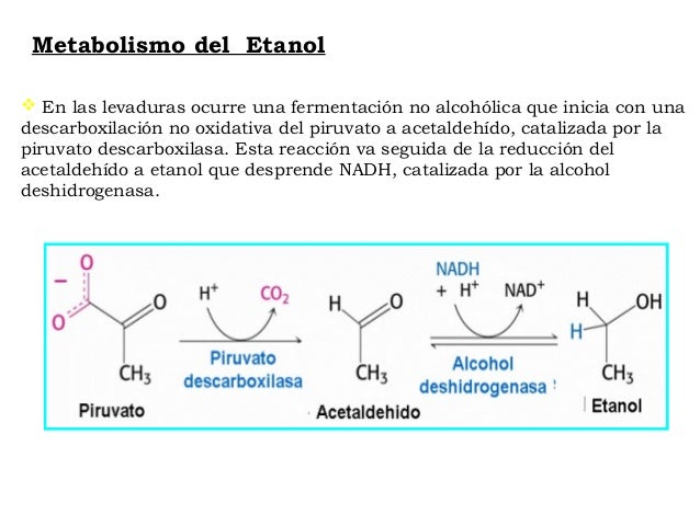 13. metabolismo del piruvato