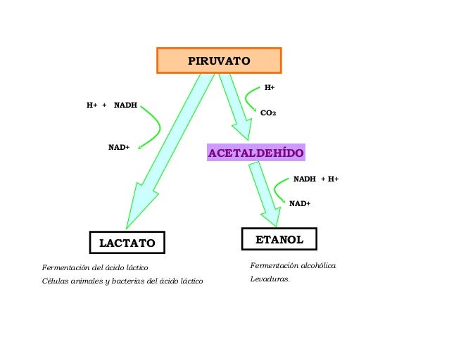 13. metabolismo del piruvato