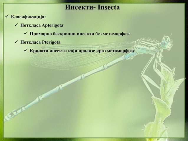 13. Insekti | PPT