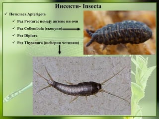 13. Insekti | PPT