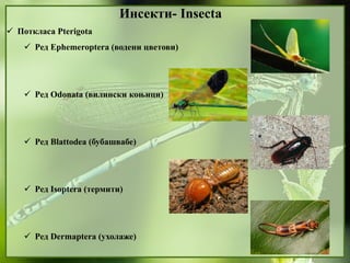 13. Insekti | PPTX