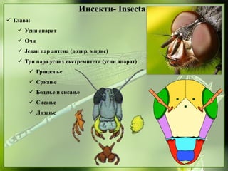 13. Insekti | PPTX