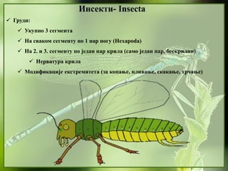 13. Insekti | PPTX