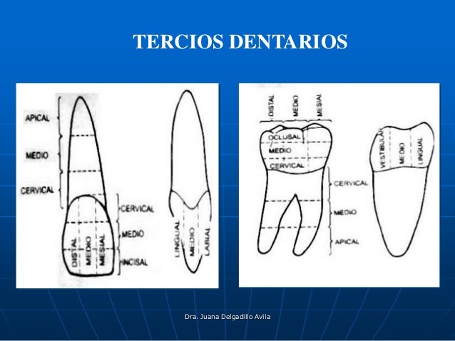 Anatomía Dental