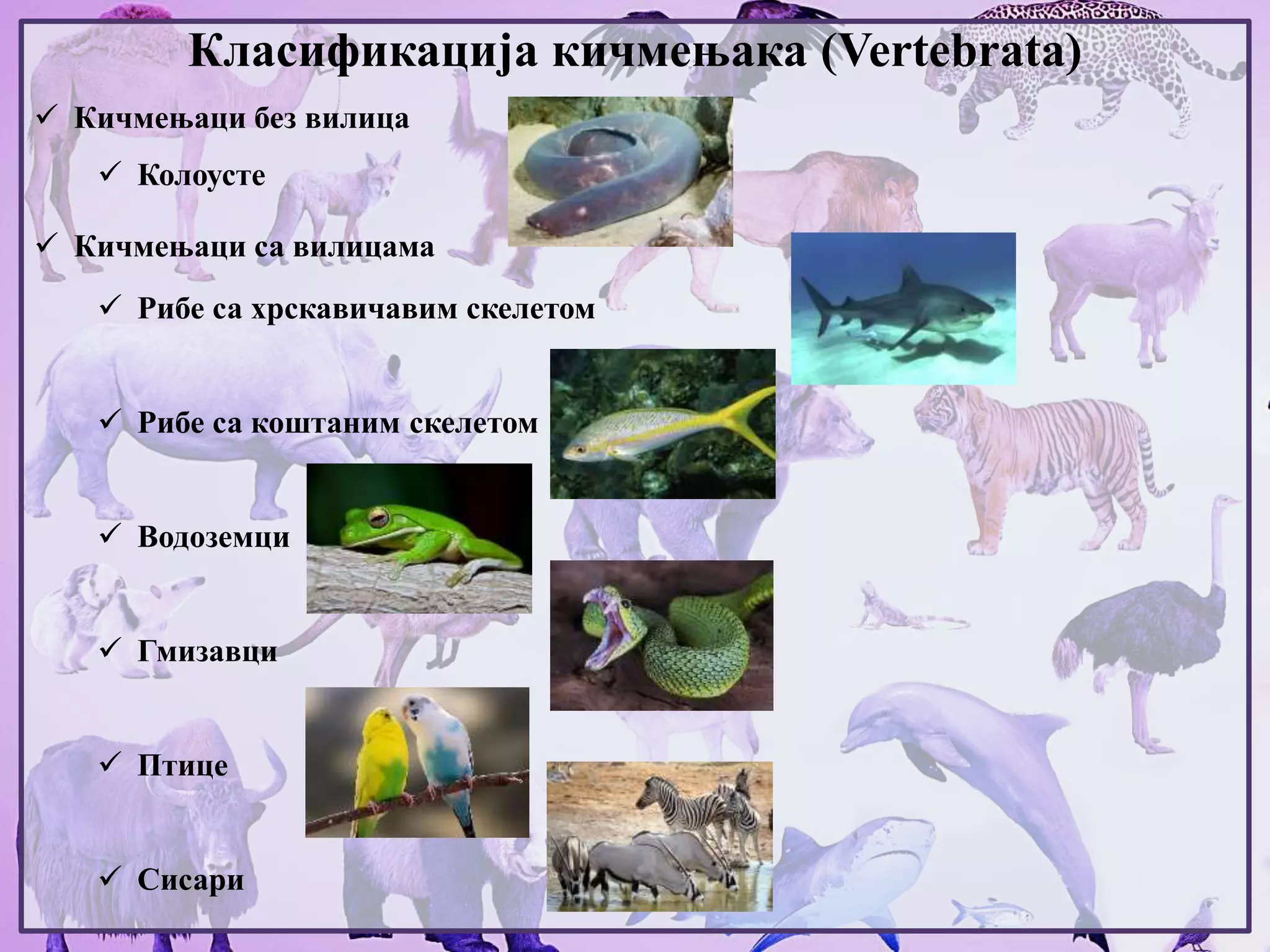 13. Osnovna klasifikacija kicmenjaka. kolouste | PPTX