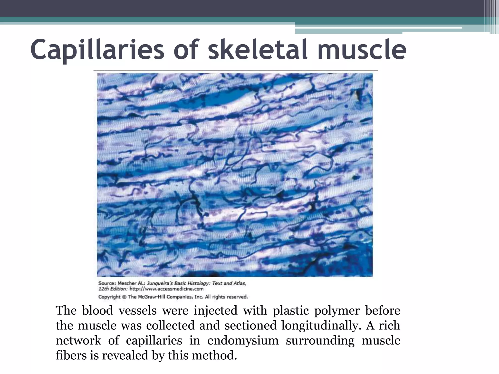 Histology of Muscle tissue | PPTX