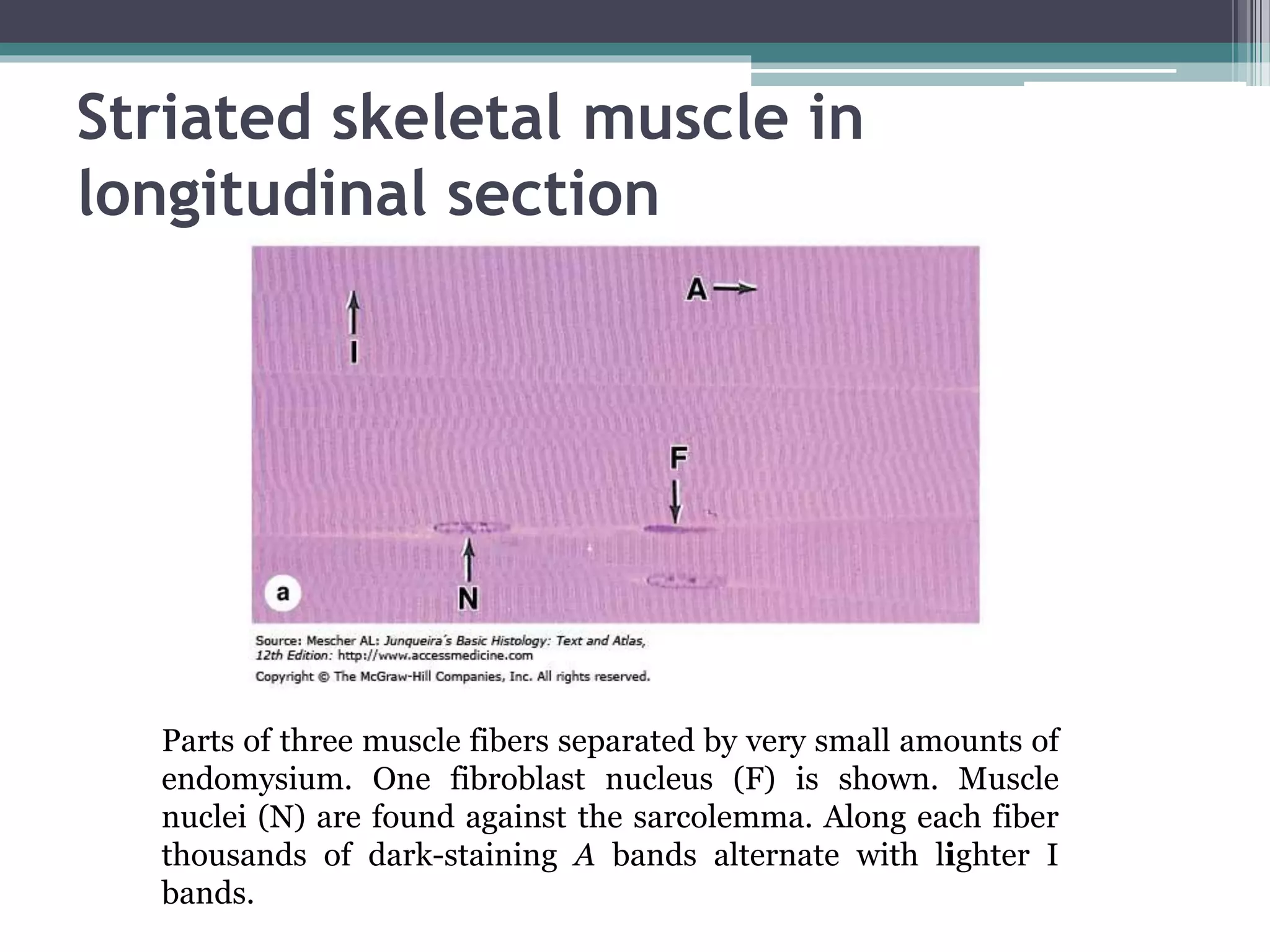 Histology of Muscle tissue | PPTX