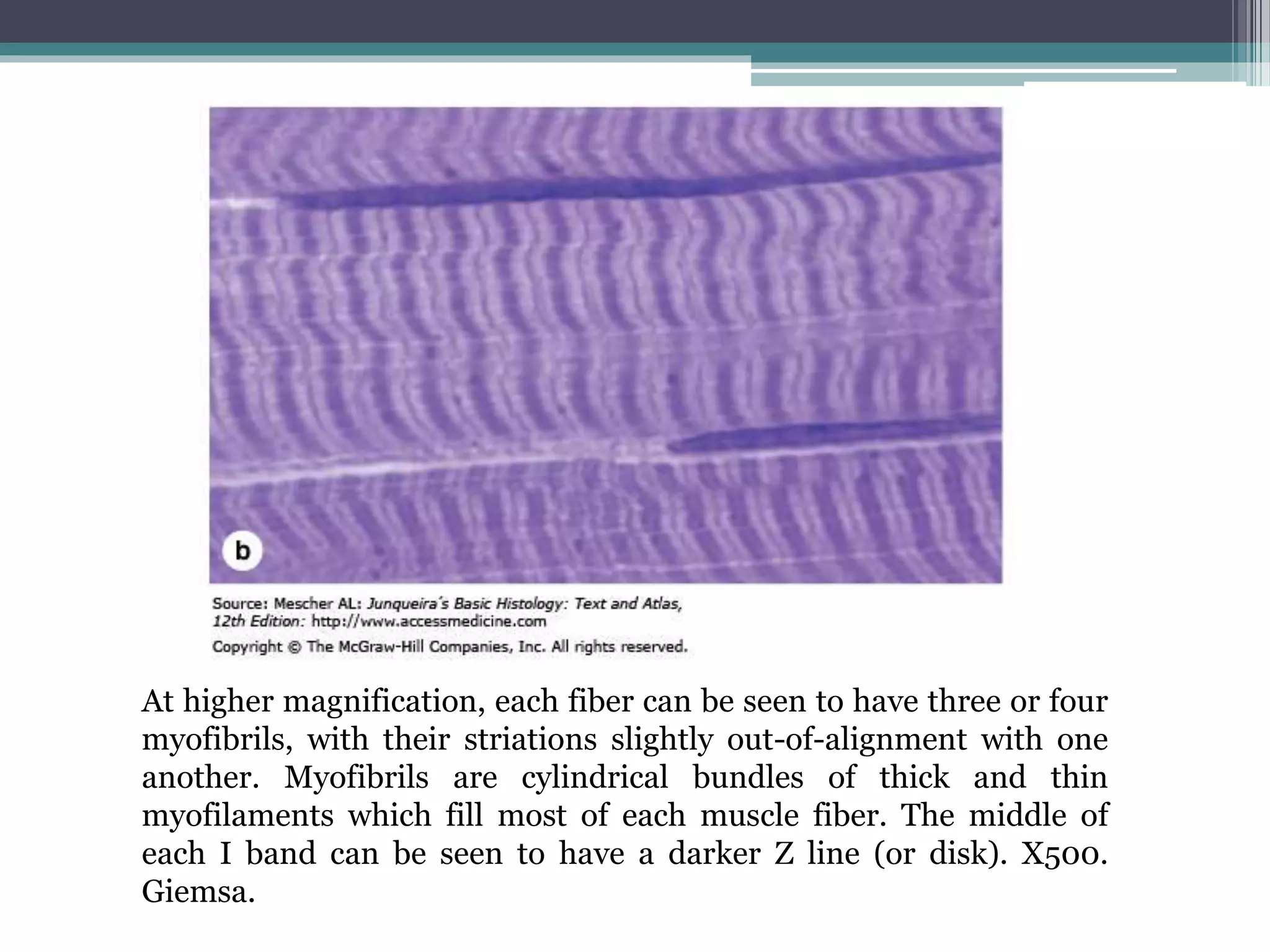 Histology of Muscle tissue | PPTX